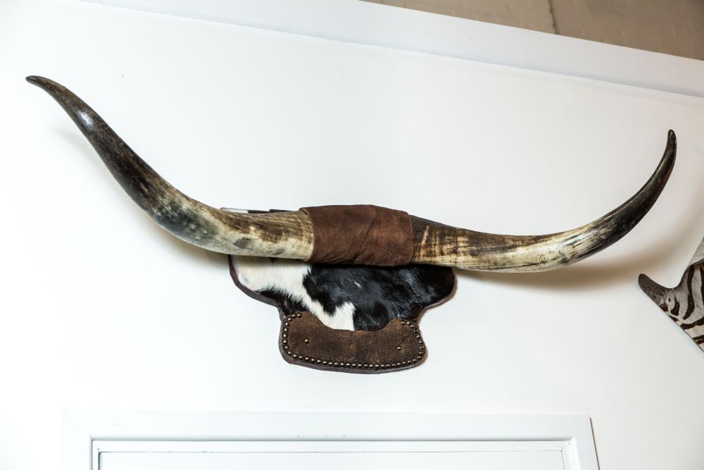 MOUNTED BULL HORNS | Peppermill Interiors